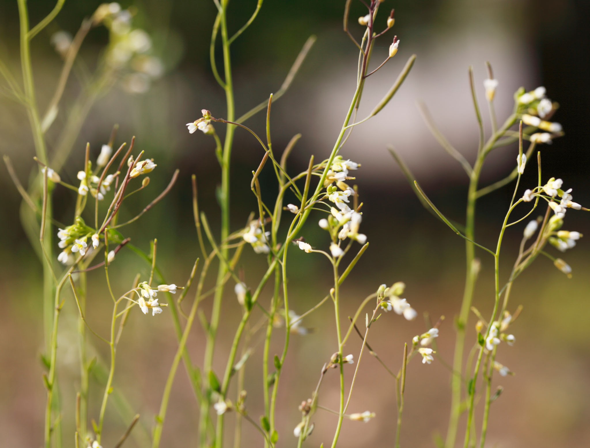 Fascinating Plant Facts That Will Amaze You - The Wandering Plantsman
