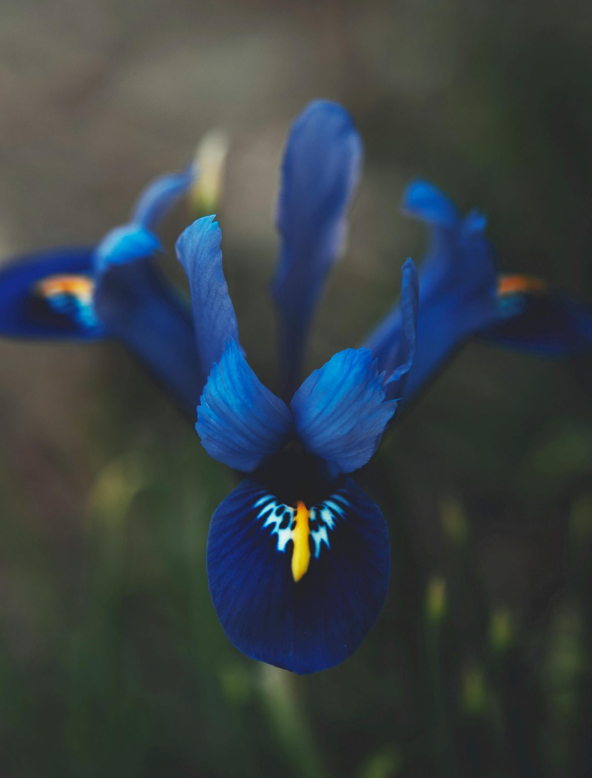 IRIS RETICULATA - The Wandering Plantsman