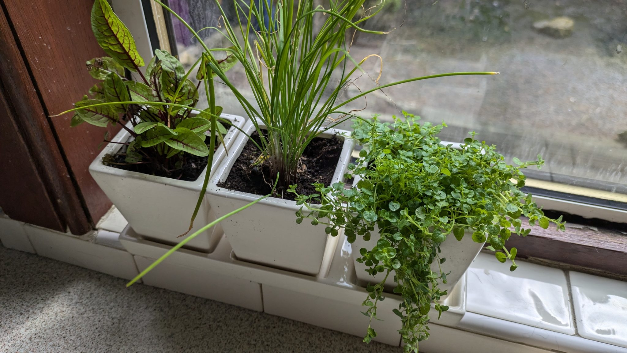 Corsican Mint - The Wandering Plantsman