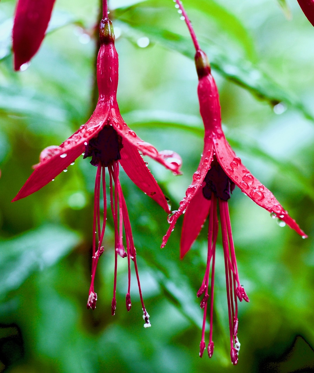FUSCHIA - The Wandering Plantsman