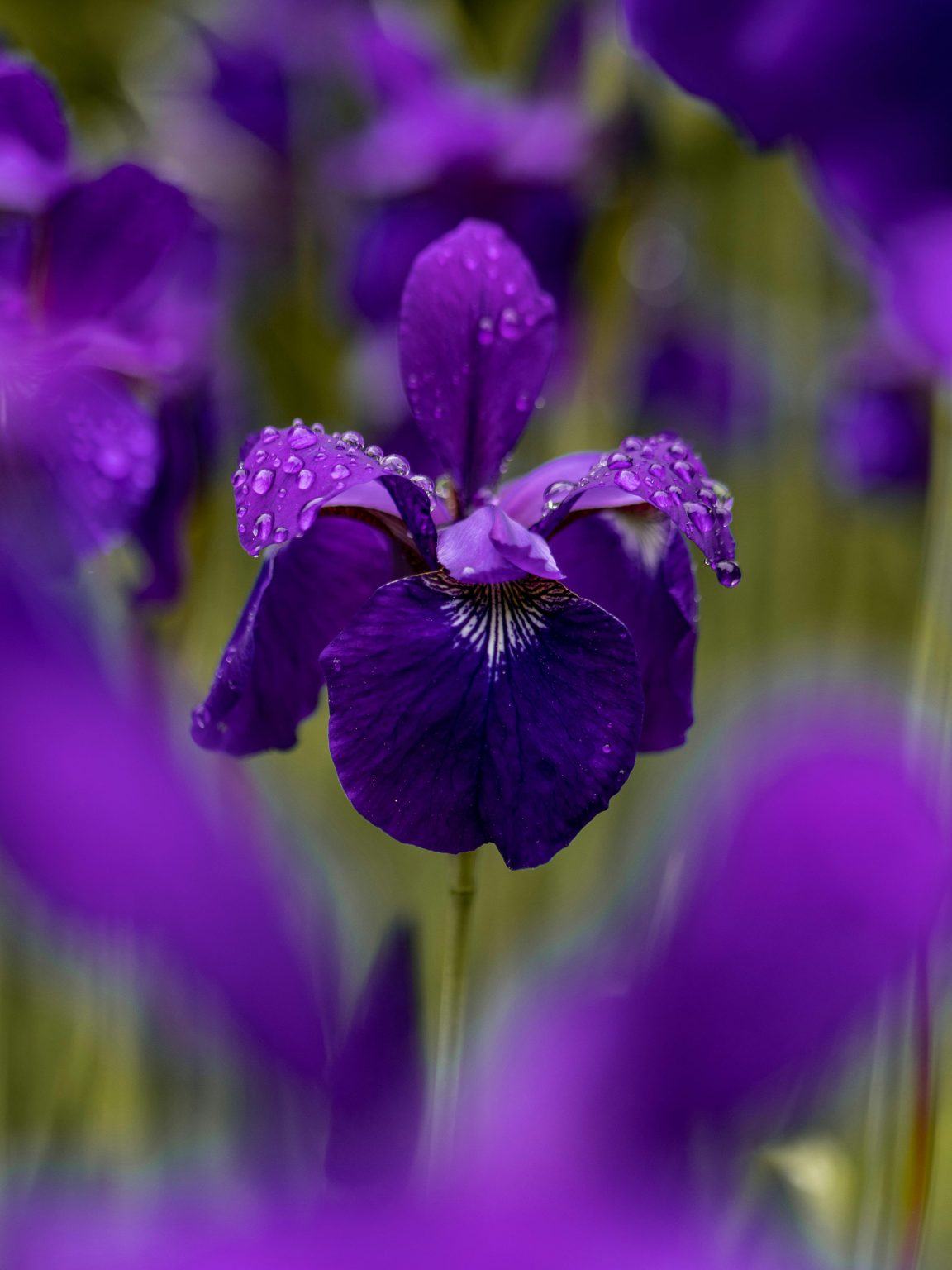 THE HISTORY OF THE IRIS - The Wandering Plantsman
