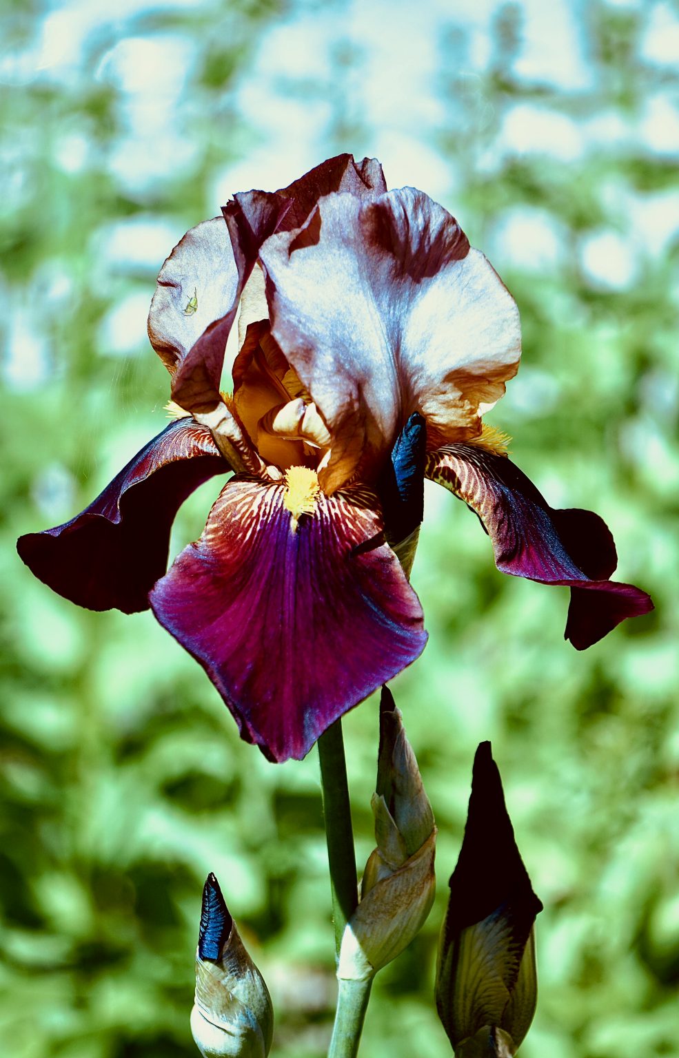 THE HISTORY OF THE IRIS - The Wandering Plantsman