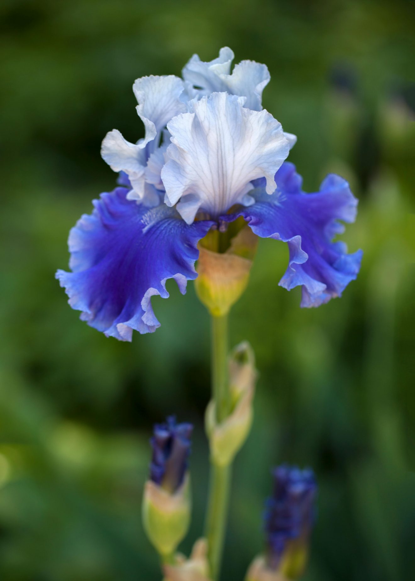 THE HISTORY OF THE IRIS - The Wandering Plantsman
