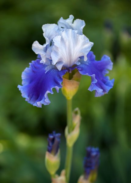 THE HISTORY OF THE IRIS - The Wandering Plantsman