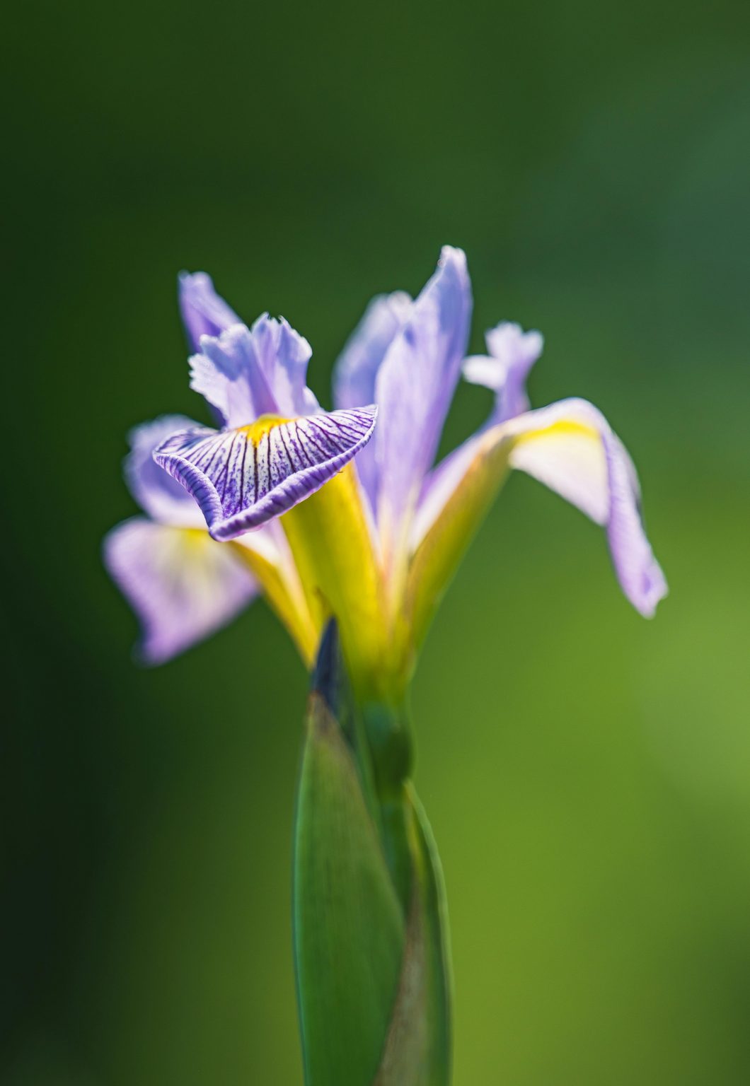 THE HISTORY OF THE IRIS - The Wandering Plantsman