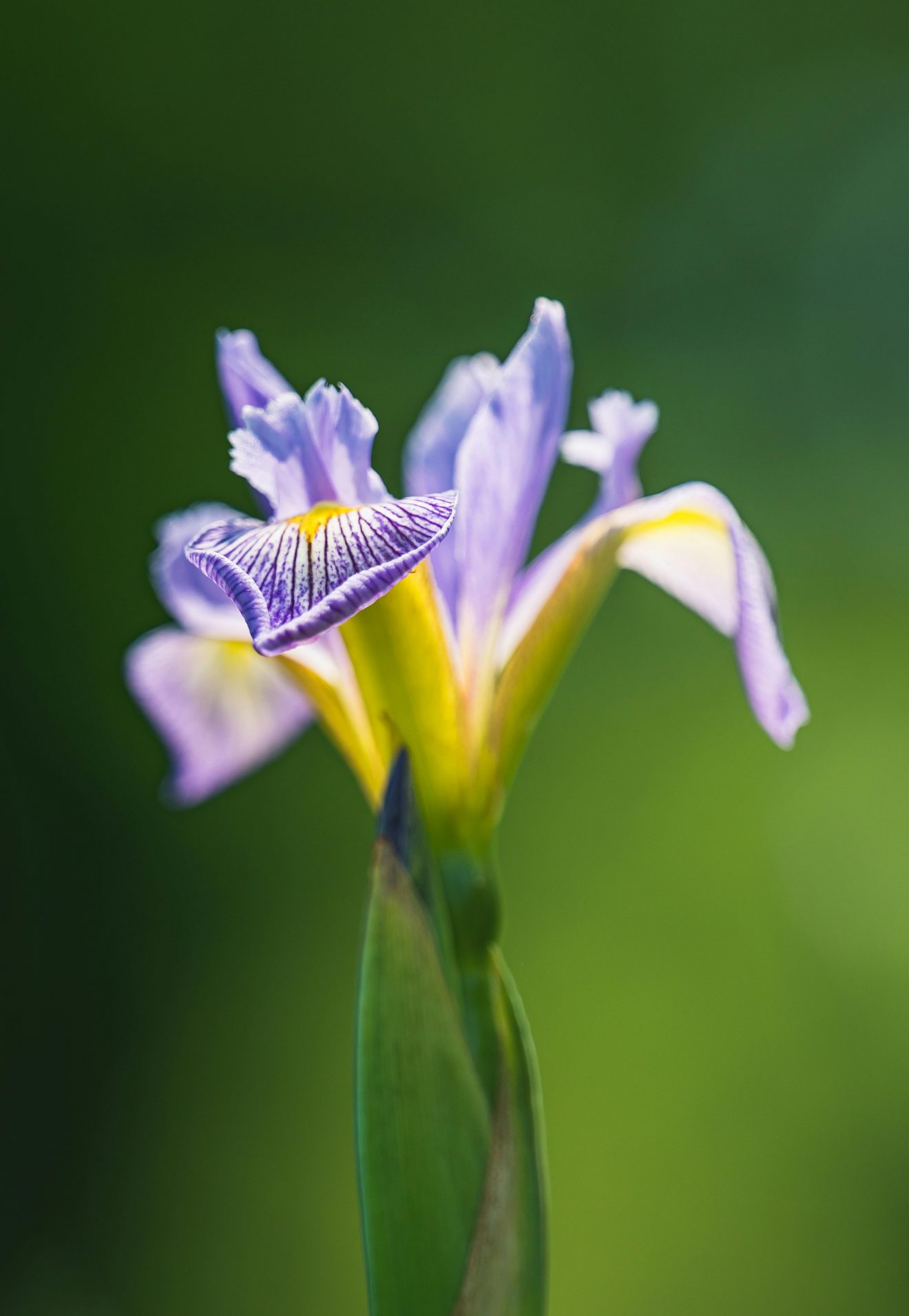 THE HISTORY OF THE IRIS - The Wandering Plantsman