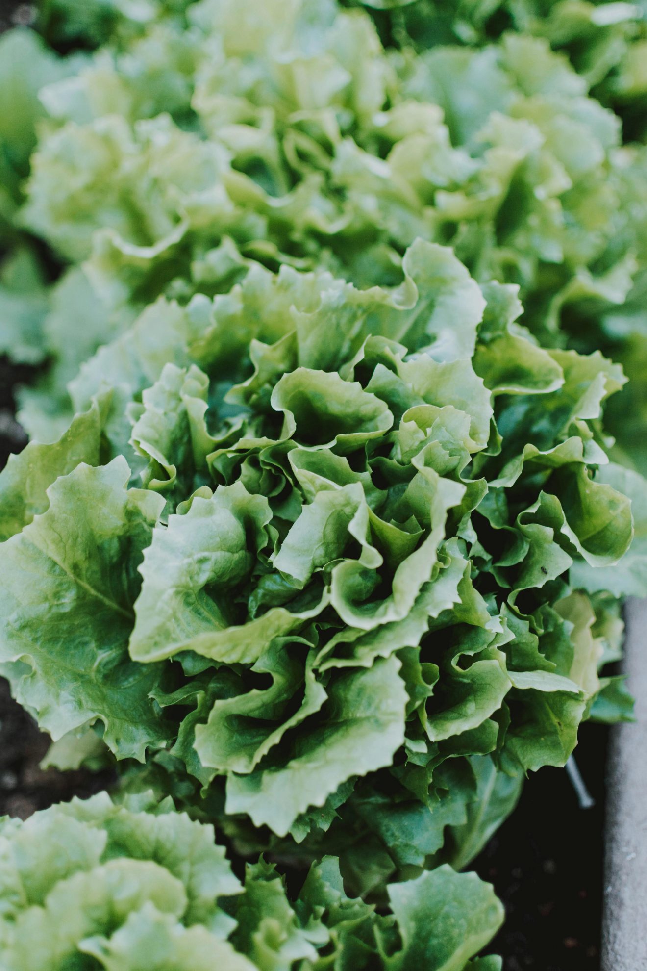 LETTUCE - The Wandering Plantsman