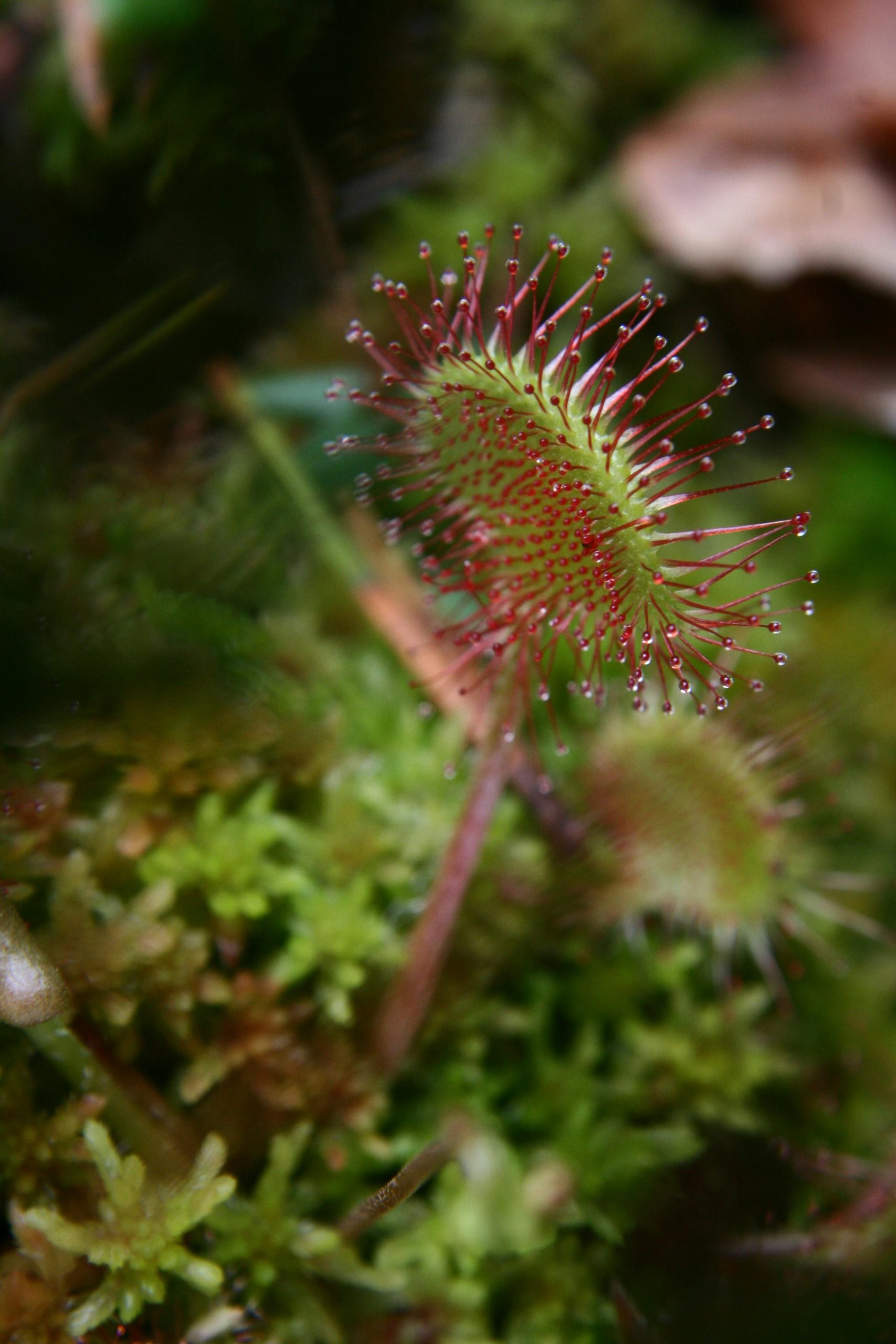 Carnivorous Plants: Nature’s Most Ferocious Flora - The Wandering Plantsman