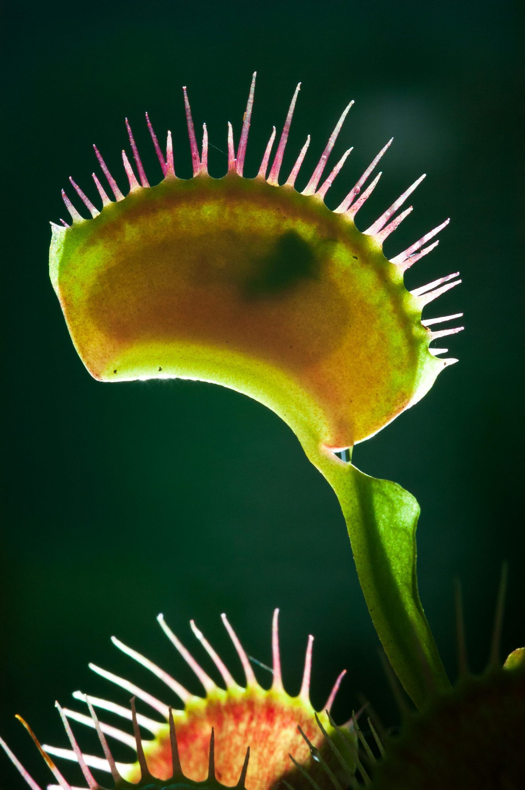 Carnivorous Plants: Nature’s Most Ferocious Flora - The Wandering Plantsman