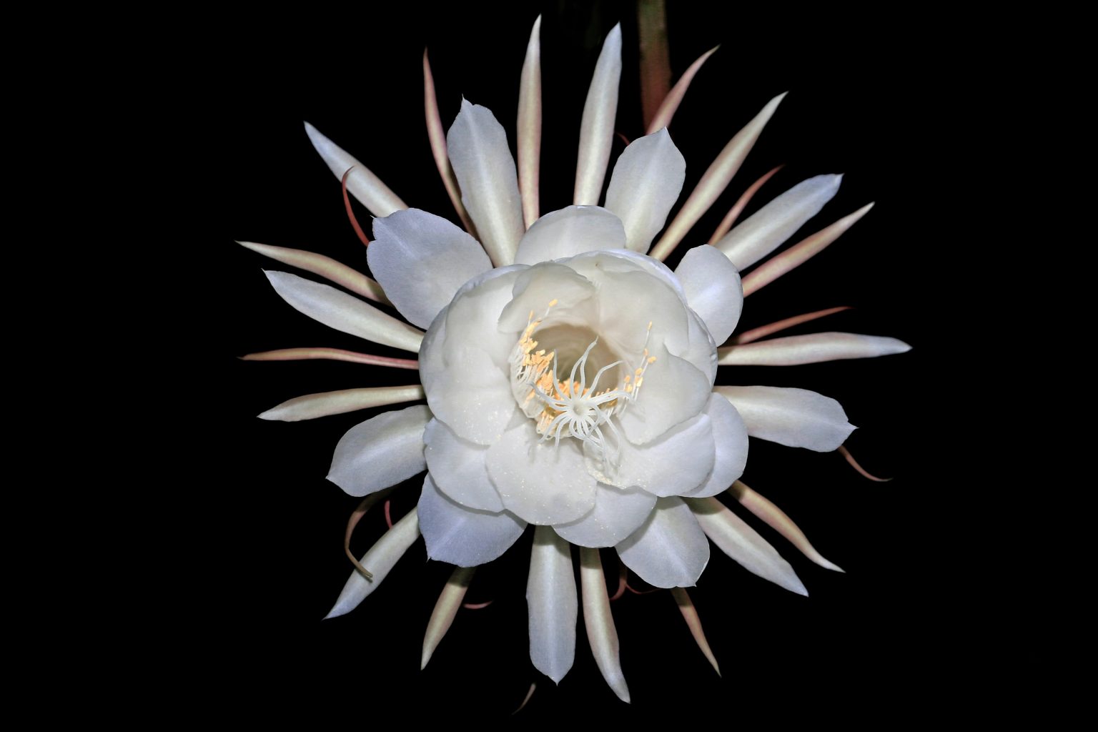 Night-Blooming Flowers: The Mystique of Plants That Only Bloom After ...