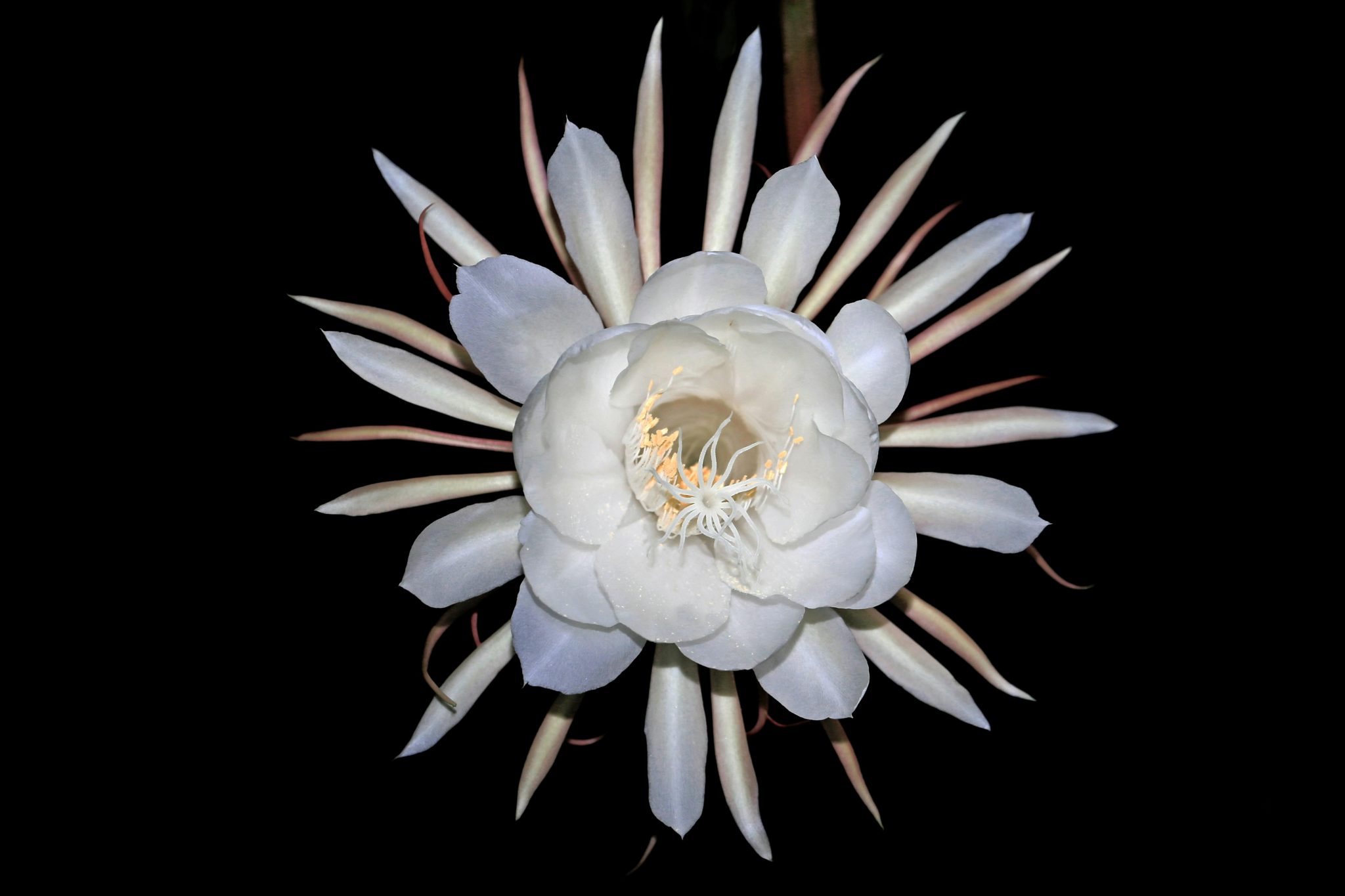 Night-Blooming Flowers: The Mystique of Plants That Only Bloom After ...