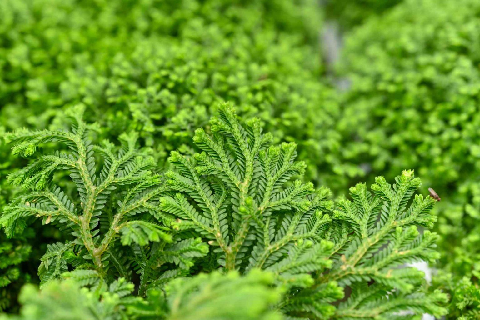 Plants with Superpowers: Nature’s Hidden Avengers of Evolution - The ...