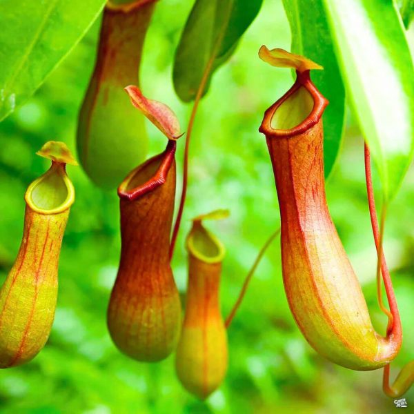 Plants with Superpowers: Nature’s Hidden Avengers of Evolution - The ...