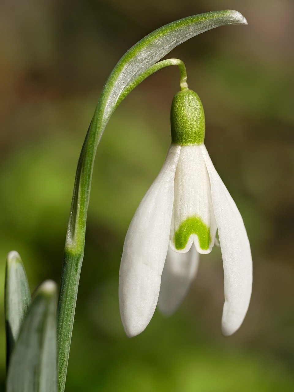 Snowdrops - ( Galanthus ) How do they survive in such harsh conditions ...