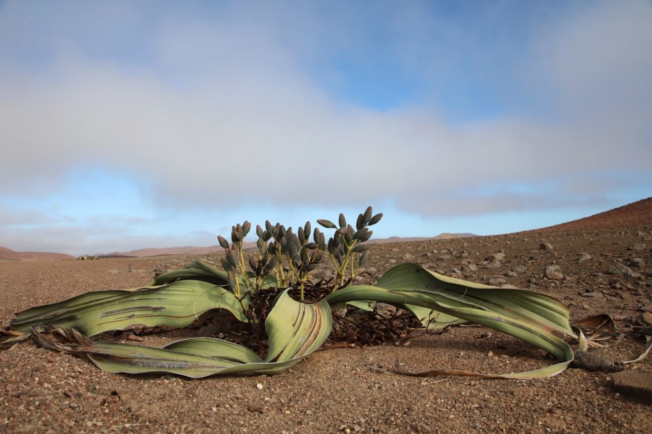 Plants with Superpowers: Nature’s Hidden Avengers of Evolution - The ...