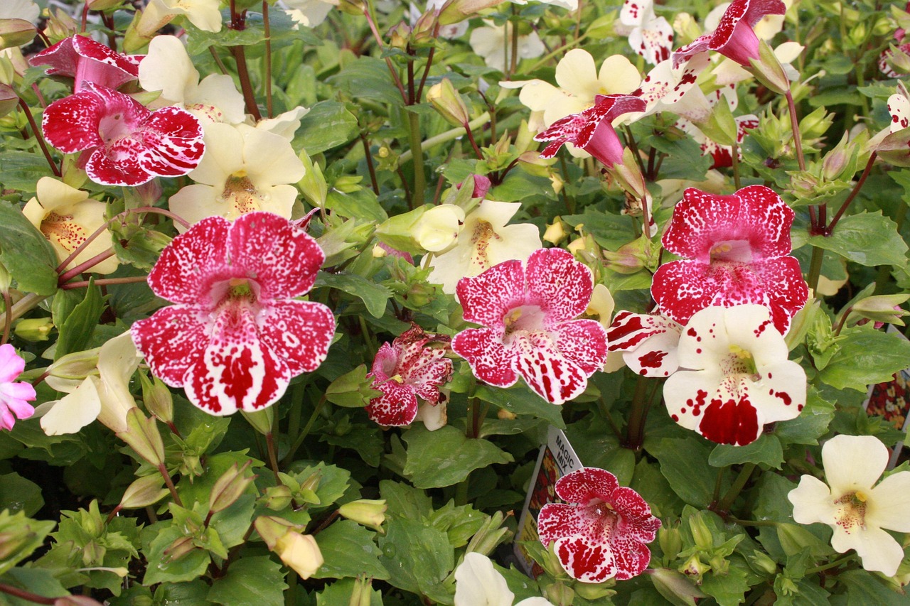 A History of Mimulus in the UK: From Wild Origins to Garden Delight ...